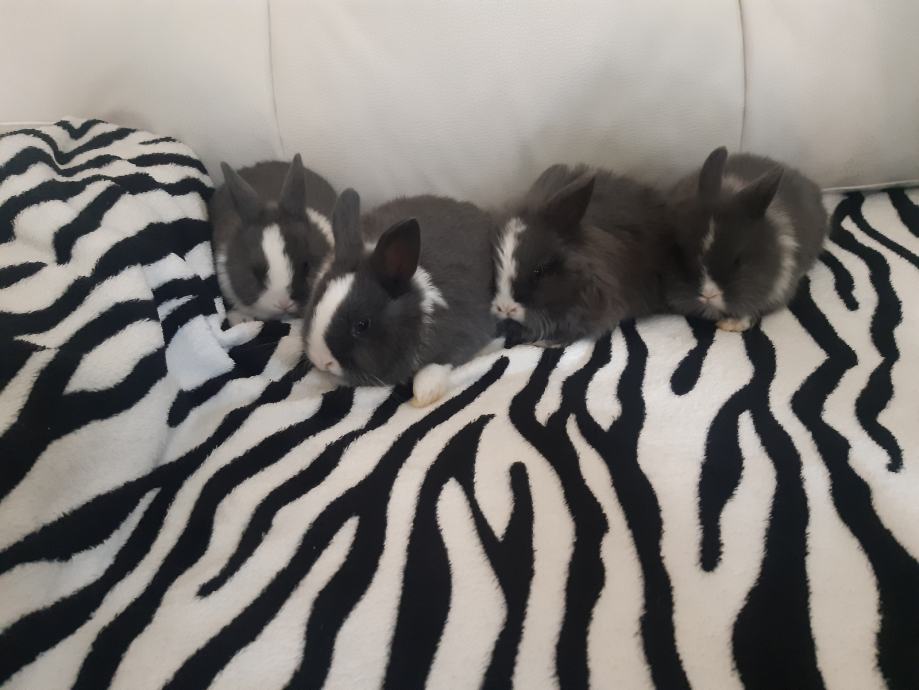 PRITLIKAVI ZAJČKI, MINI ZAJČKI, ZAJČEK, KUNEC