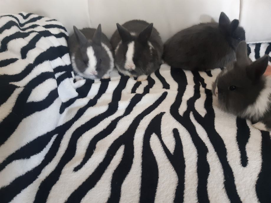 PRITLIKAVI ZAJČKI, MINI ZAJČKI, ZAJČEK, KUNEC