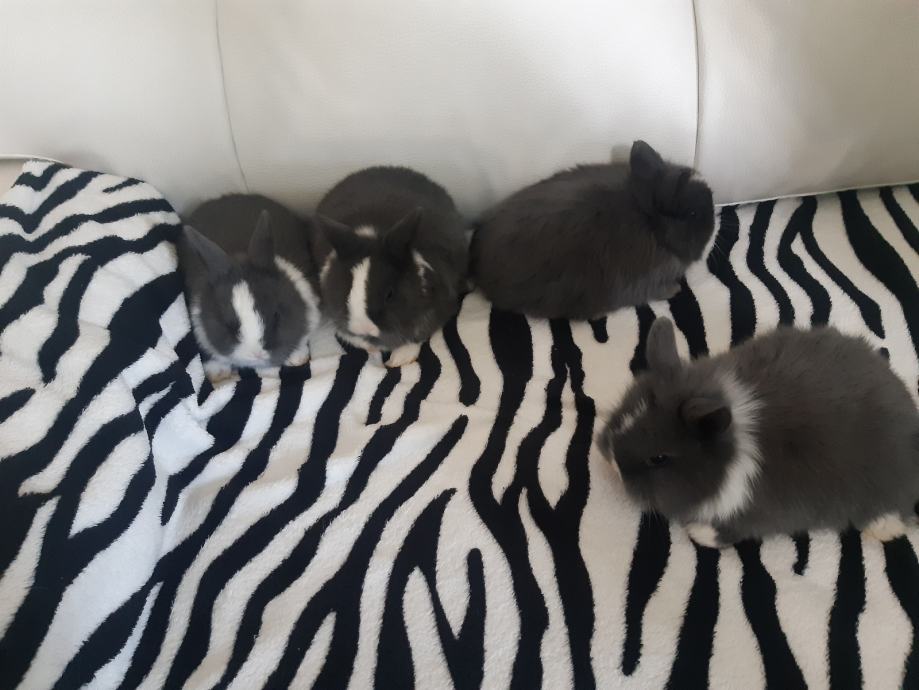 PRITLIKAVI ZAJČKI, MINI ZAJČKI, ZAJČEK, KUNEC