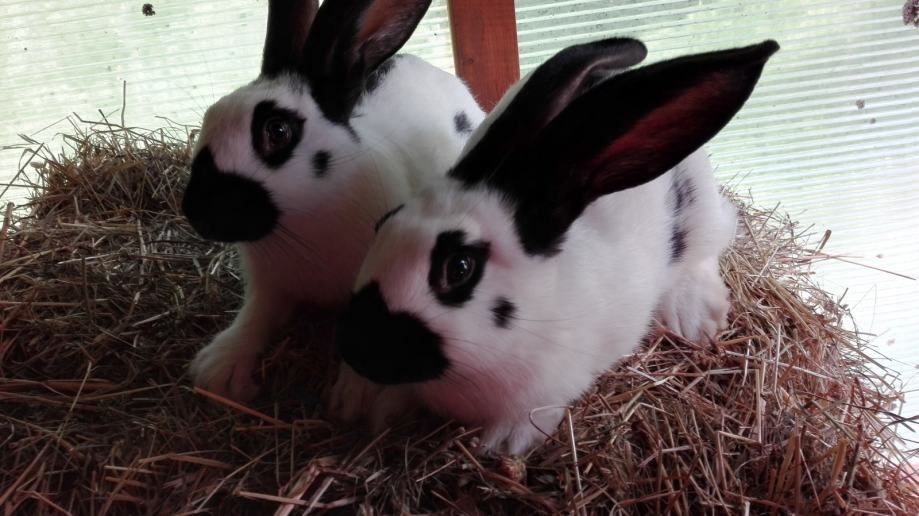 Zajec KUNEC orjaški lisec kot ljubljenček ali za nadaljno rejo