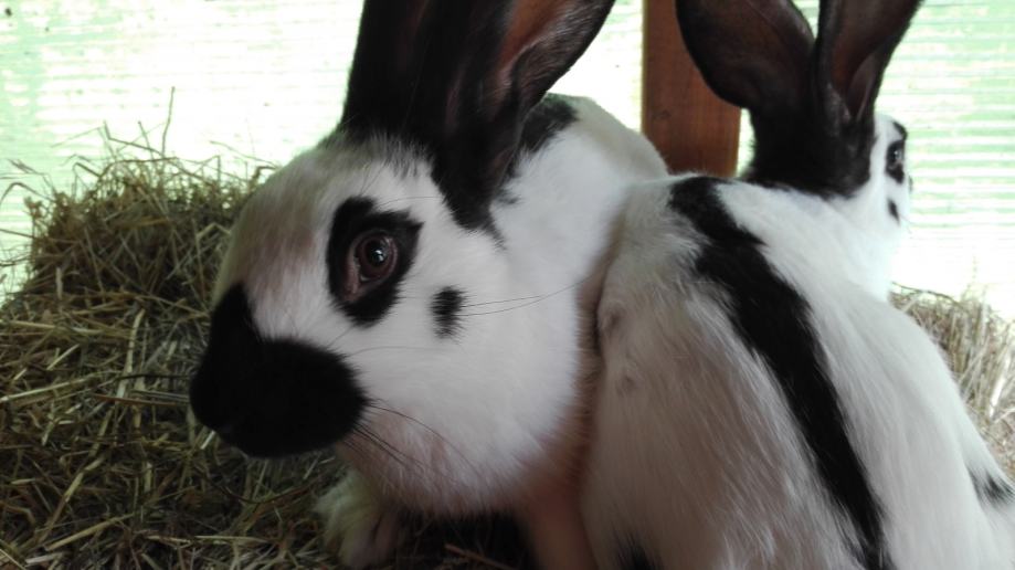 Zajec KUNEC orjaški lisec kot ljubljenček ali za nadaljno rejo