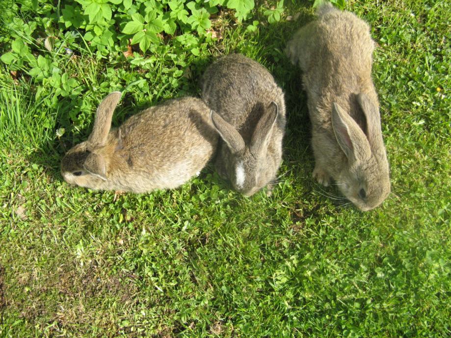 ZAJEC - ZAJCI - KUNEC - KUNCI