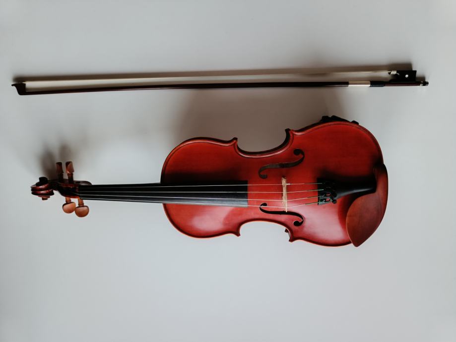 Viola