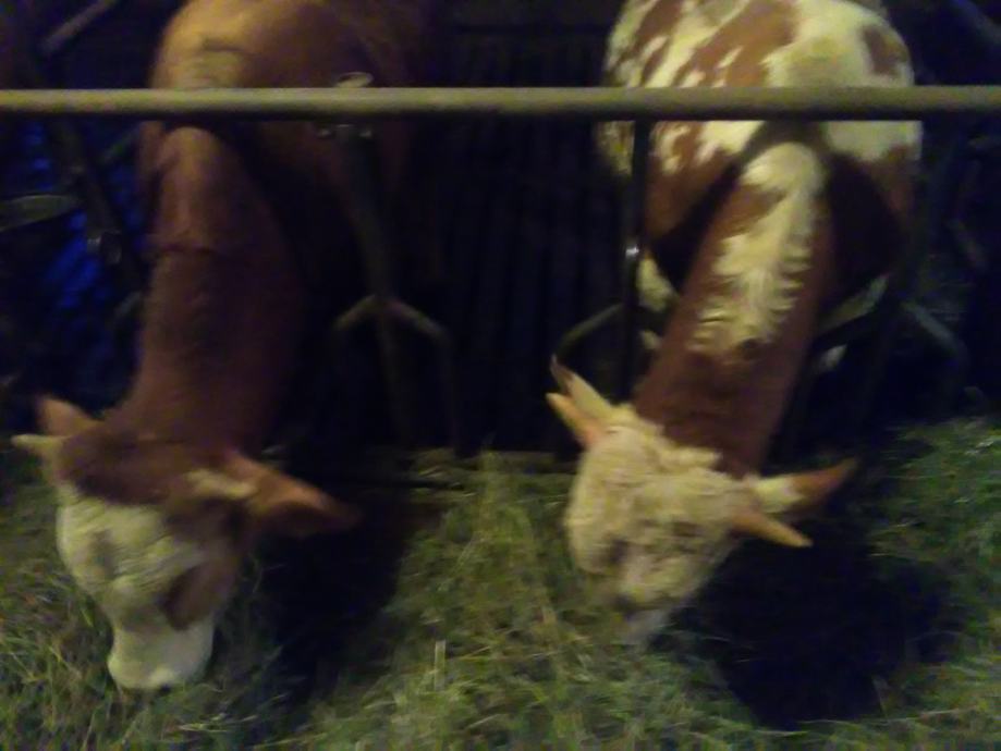 2 bika LS in lisasti limuzin