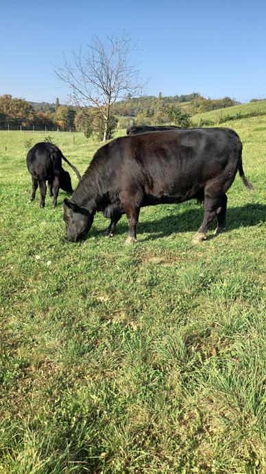Aberdeen angus, krava, (tudi breja z wagyu bikom ali s teletom)