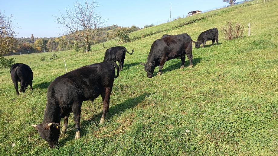 Aberdeen angus, krava, (tudi breja z wagyu bikom ali s teletom)