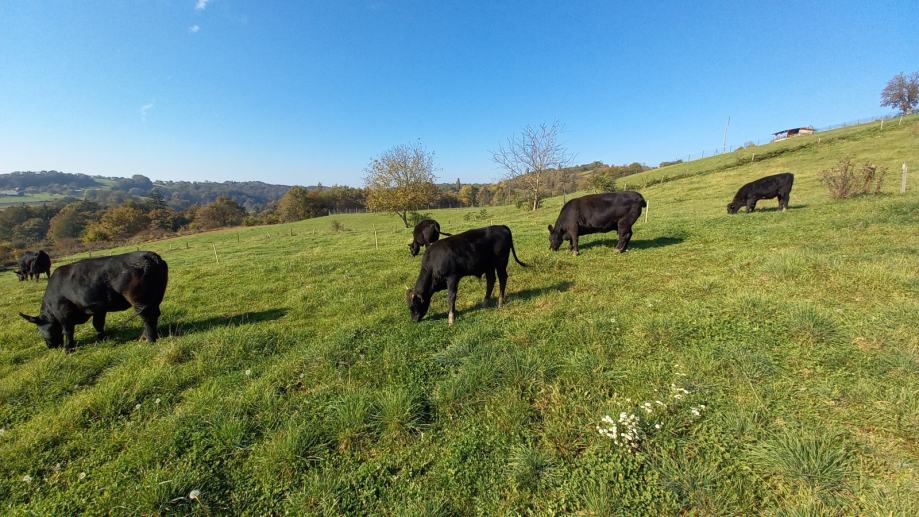 Aberdeen angus, krava, (tudi breja z wagyu bikom ali s teletom)