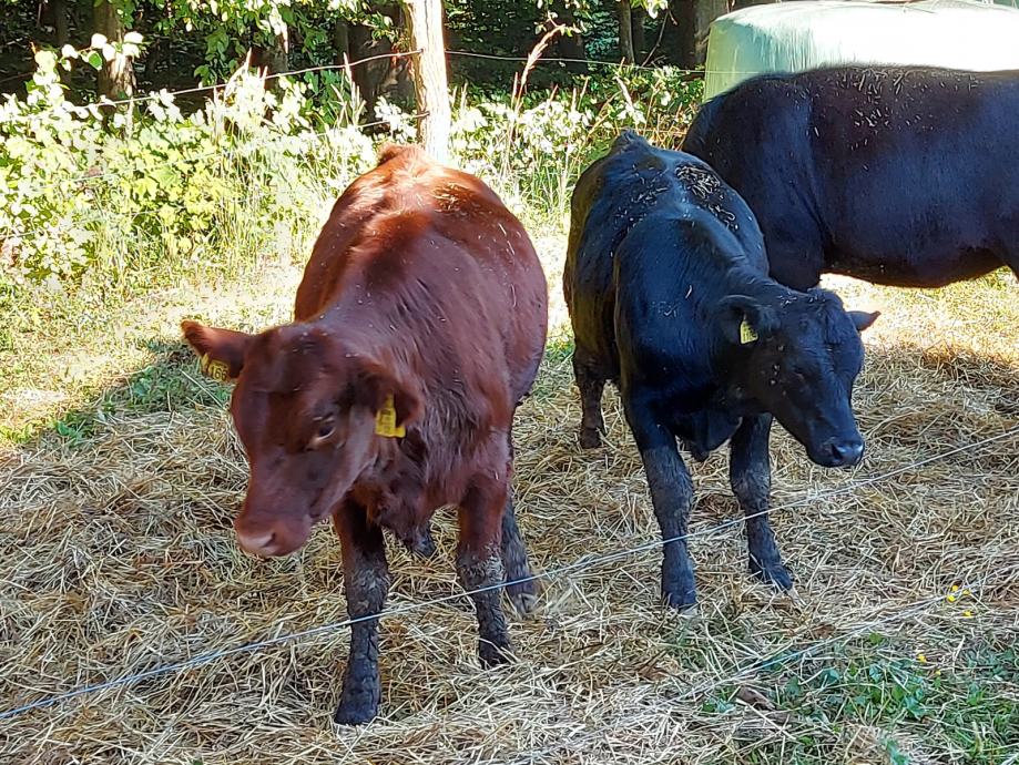 ANGUS telice AAG / GAG.