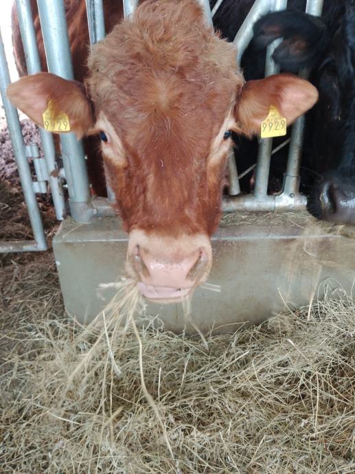 Bik Limuzin, star 4 leta - licenca