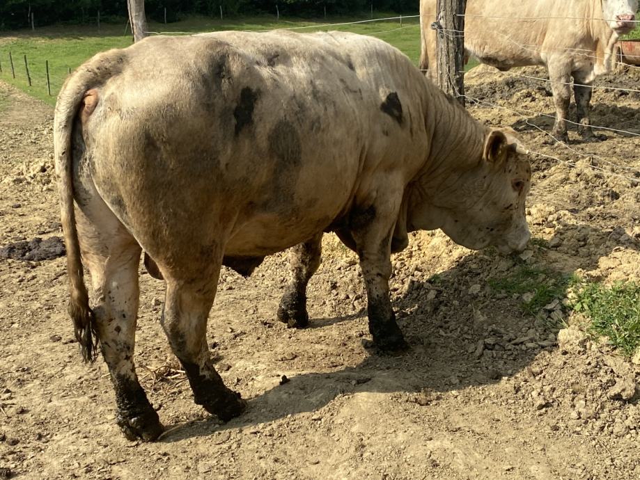 BIK ŠAROLE za pleme