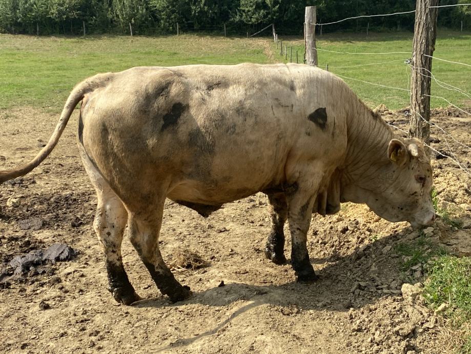 BIK ŠAROLE za pleme