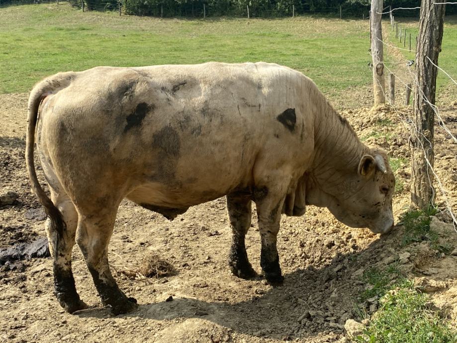 BIK ŠAROLE za pleme