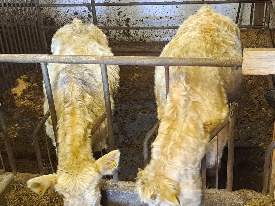 bika šarole ekološka