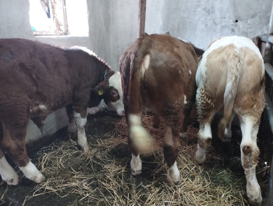 Bikca in telički prodam