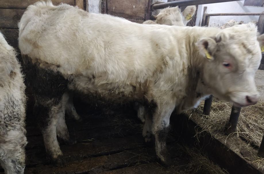 Bikci šarole 100% CHA