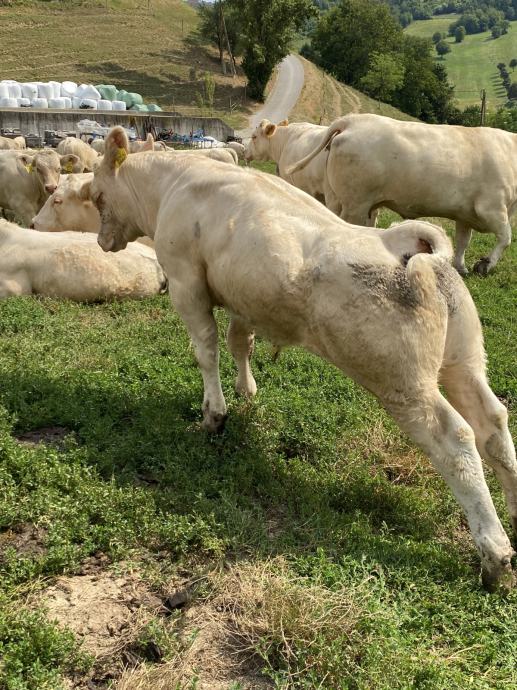 Biki Šarole (Charolais)