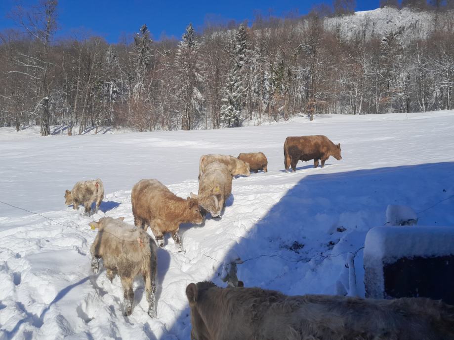 Biki, telice šarole/nemški angus