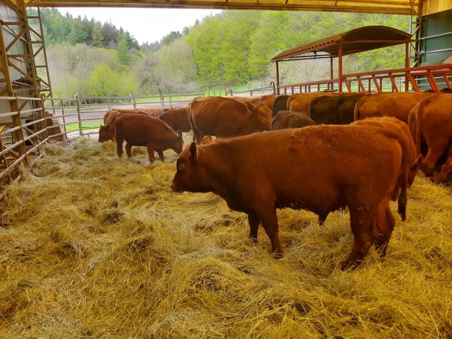 Biki, telice, krave, teleta NEMŠKI ANGUS