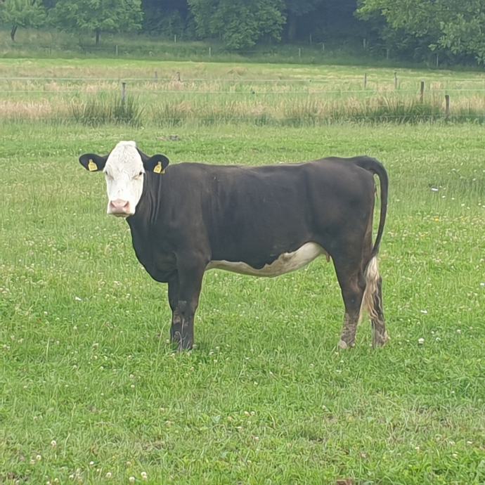 Breja mlada krava simental angus