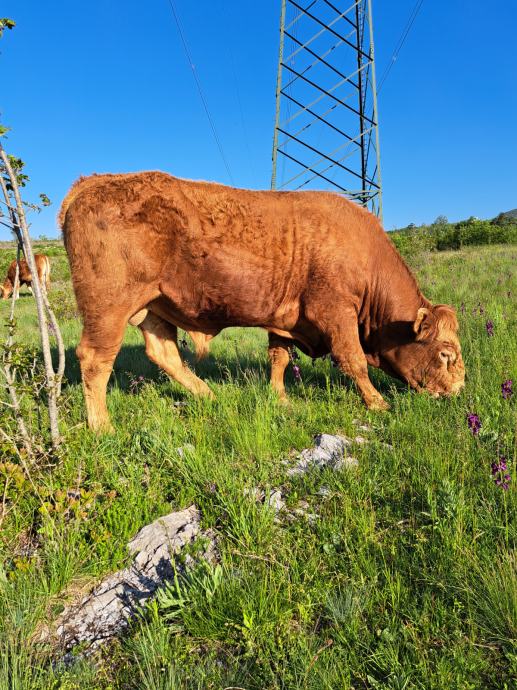 Breje krave- telice limuzin