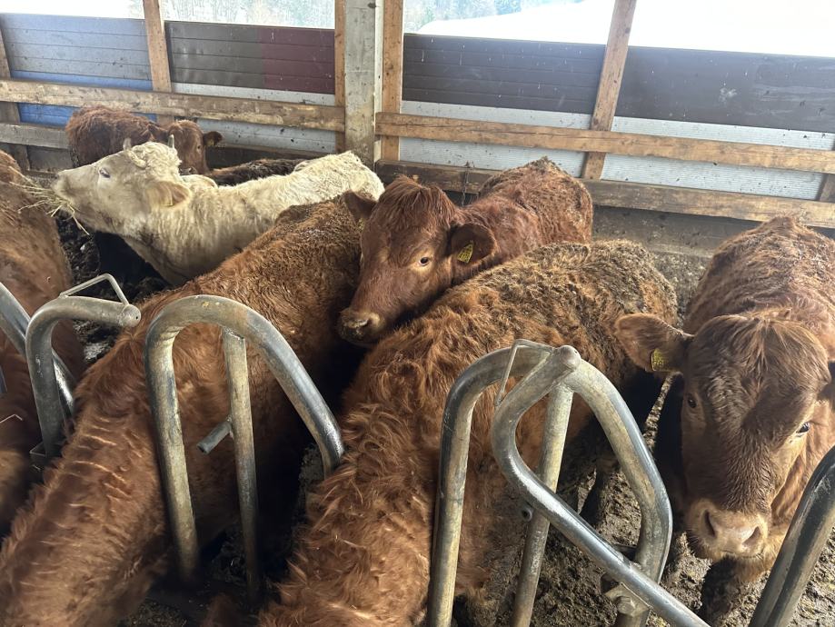 breji kravi ali telice