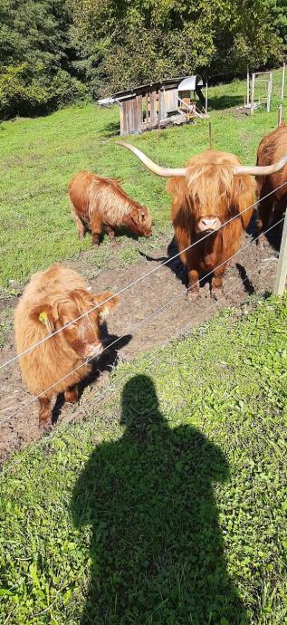 Čreda škotskega goveda-UGODNO