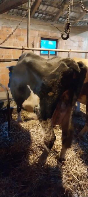 Krava holstein za zakol