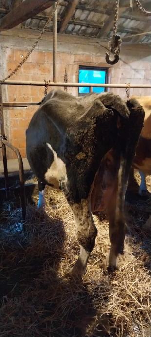 Krava holstein za zakol