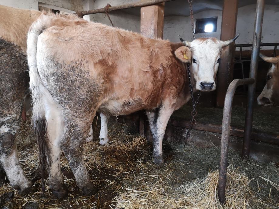 Krava in telica obe breje, pašne