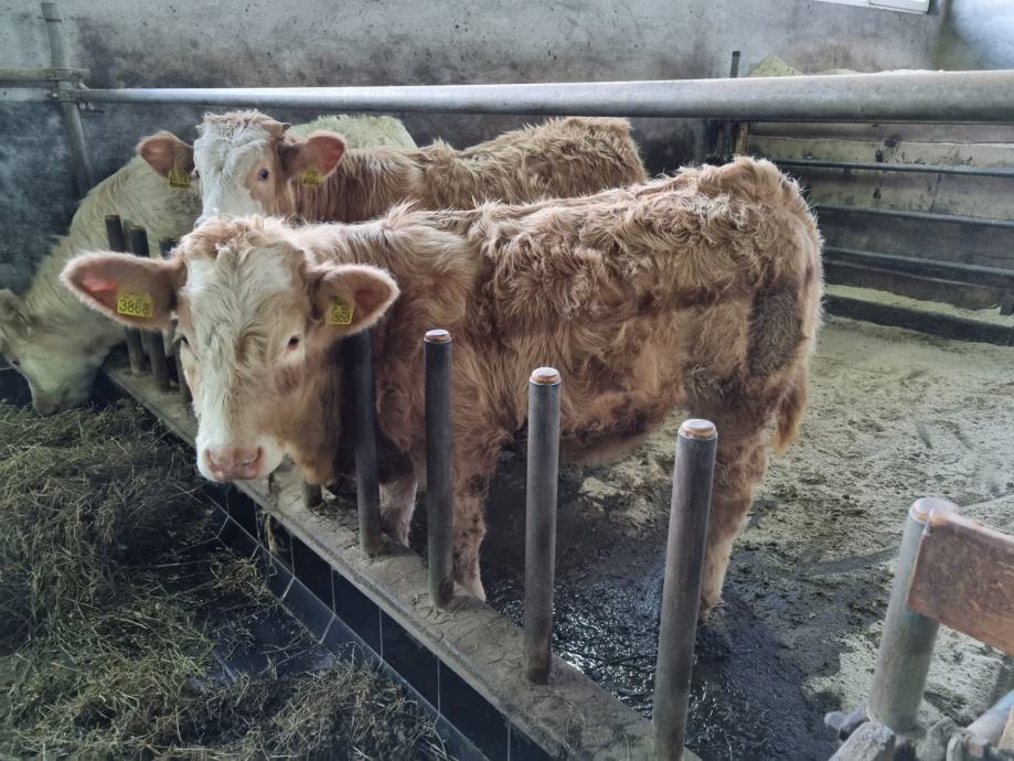 Krava in telica Šarole