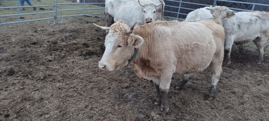 Krava pasme simental