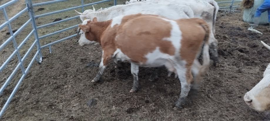 Krava pasme simental