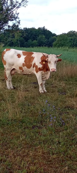 KRAVA PITANA ZA ZAKOL ALI REJO