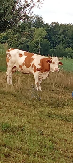 KRAVA PITANA ZA ZAKOL ALI REJO