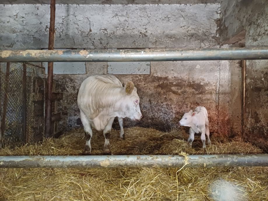 Krava šarole z teličko