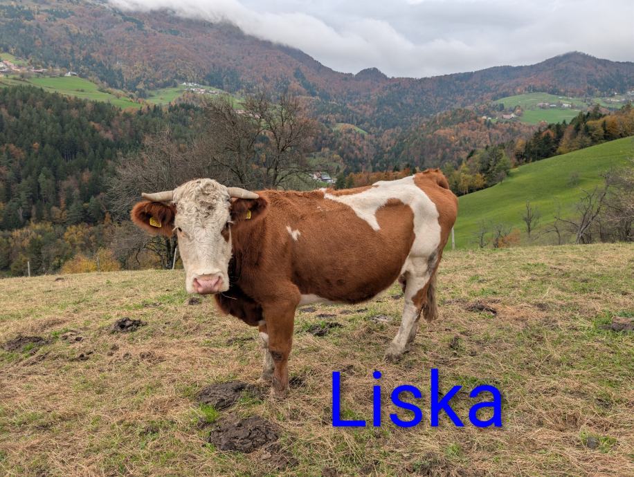 Krava sim Liska