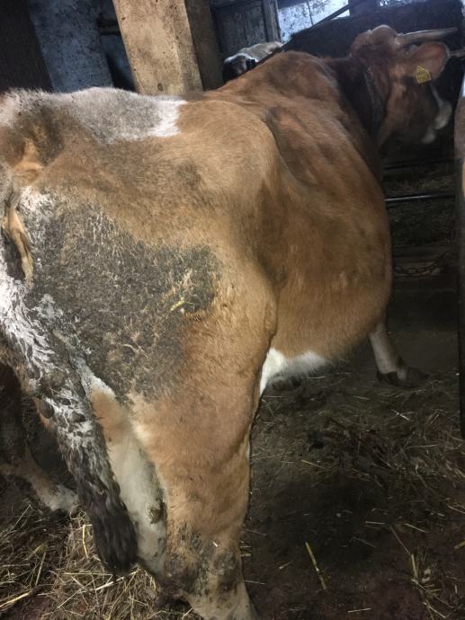 krava simentalka breja, prodam ali menjam za bikca