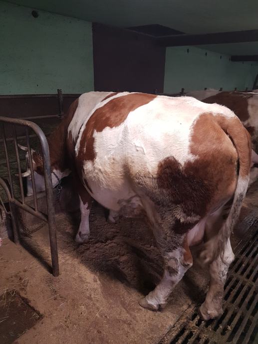 Krava z bikcem in telica