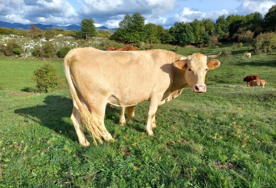 Krave dojilje eko reje