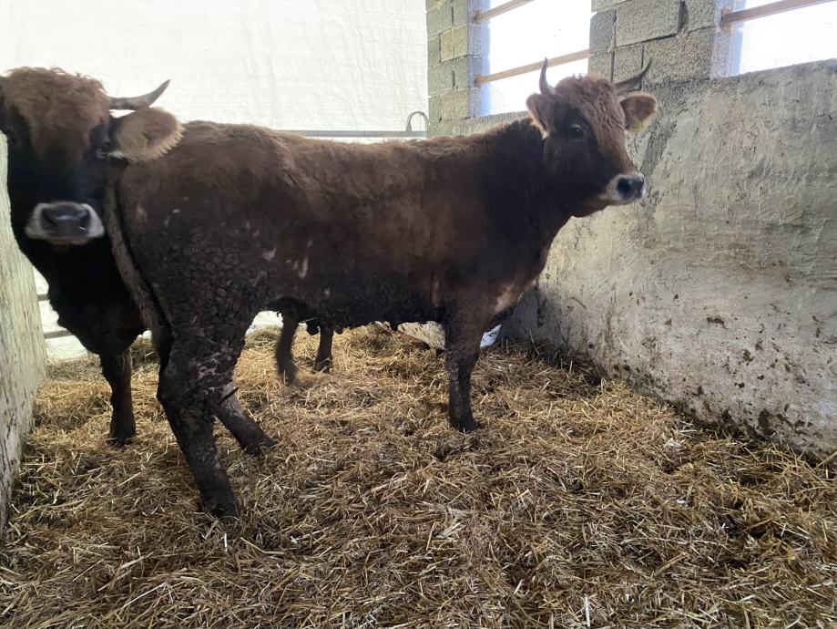 Krave limuzin, pašne, breje