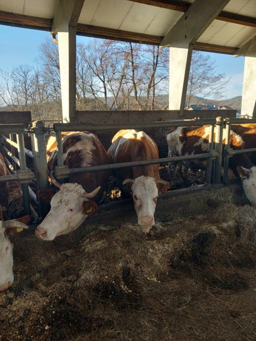 krave za zakol prodam