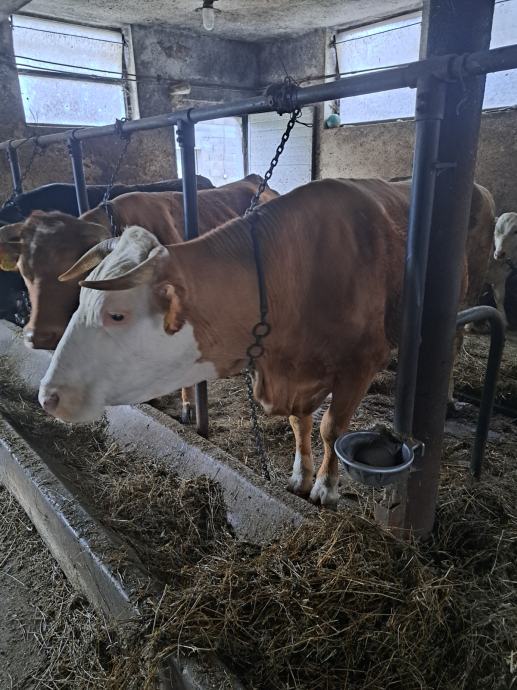 Krave za zakol
