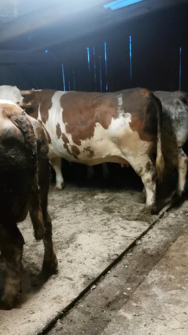 KUPIM DEBELE KRAVE IN TELICE ZA ZAKOL (PLAČILO TAKOJ)