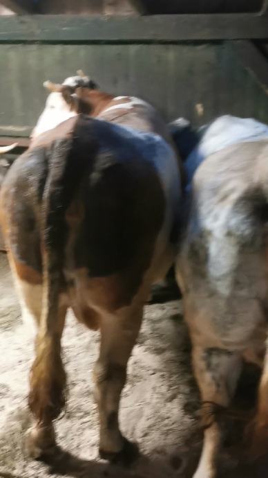 KUPIM DEBELE KRAVE IN TELICE ZA ZAKOL (PLAČILO TAKOJ)