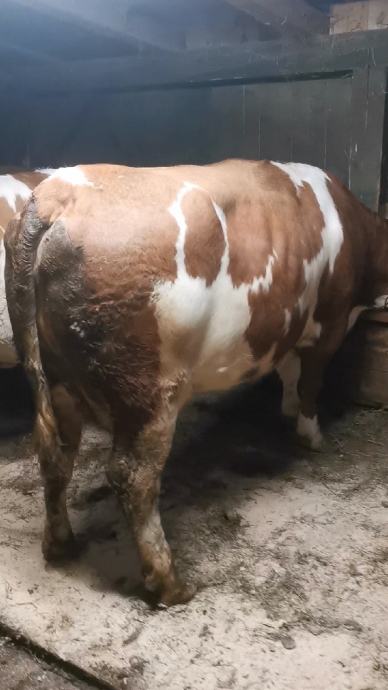 KUPIM DEBELE KRAVE IN TELICE ZA ZAKOL (PLAČILO TAKOJ)