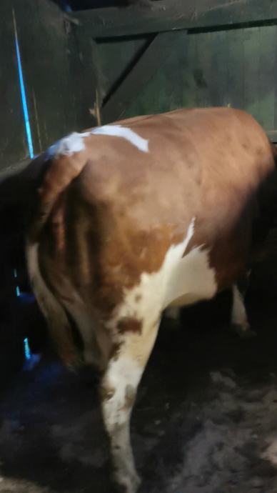 KUPIM DEBELE MASTNE KRAVE IN TELICE ZA ZAKOL.