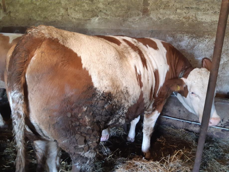 KUPIM JALOVE KRAVE IN TELICE ZA ZAKOL (PLAČILO TAKOJ)