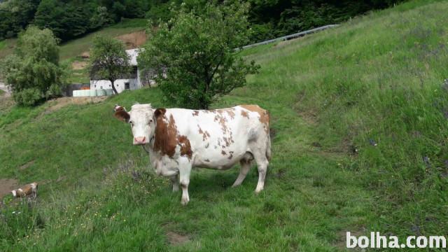 kupim jalove krave in telice za zakol.placilo takoj041544270