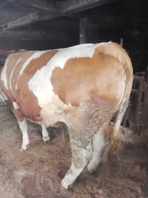 KUPIM KRAVE IN TELICE