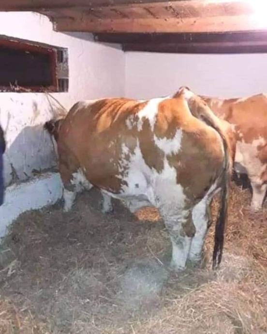 KUPIM KRAVE IN TELICE ZA ZAKOL (PLAČILO TAKOJ OB PREVZEMU +DAVEK)